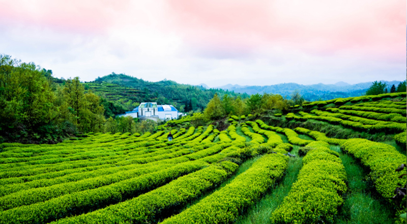 Guizhou Jinsha Tribute Tea Industry Co., Ltd.